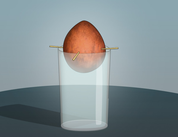 como-plantar-un-palto-5 – delicias.tv blog