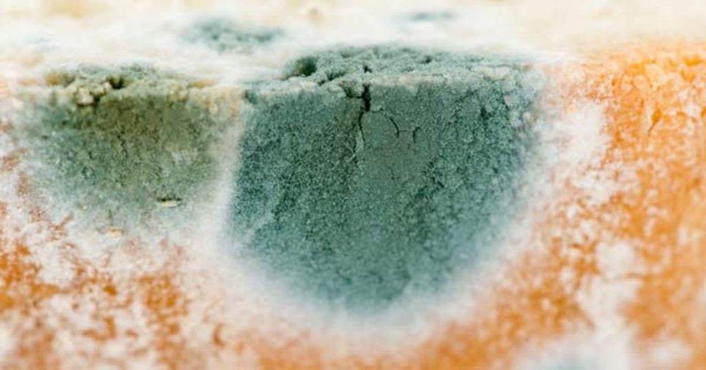 El Moho Que Crece En Tu Comida Podría Ser Venenoso | delicias.tv blog