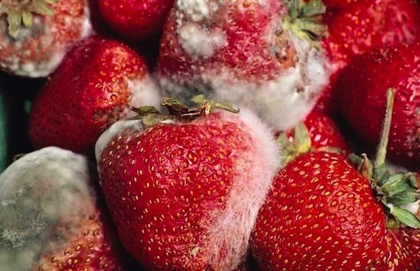 El Moho Que Crece En Tu Comida Podría Ser Venenoso | delicias.tv blog