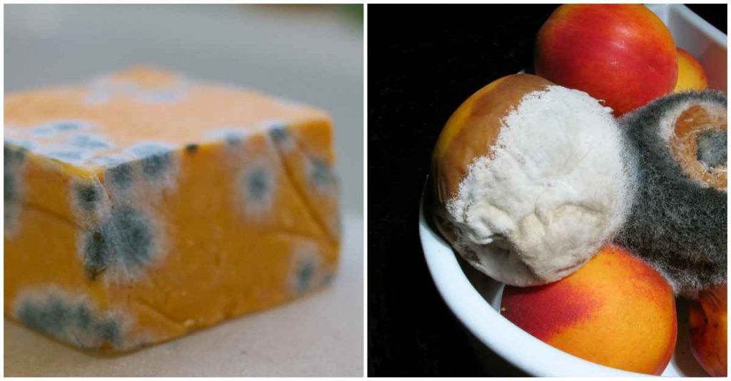 El Moho Que Crece En Tu Comida Podría Ser Venenoso | delicias.tv blog