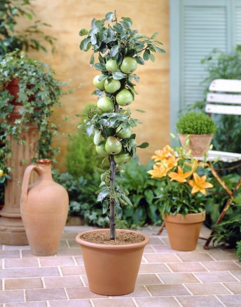 Aprende A Cultivar Árboles Frutales En Tu Patio O Balcón | delicias.tv blog