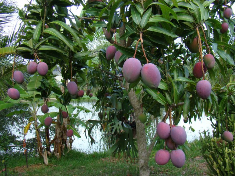 fruta-y-su-crecimiento-20 – delicias.tv blog