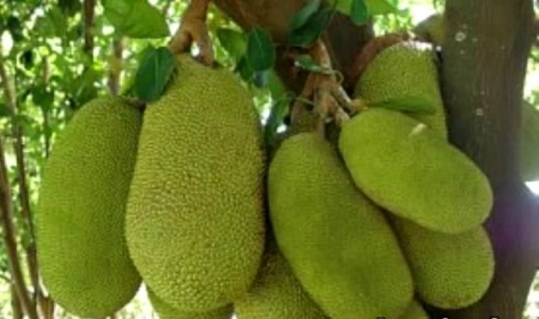 Esta "Súper Fruta" Tiene El Sabor De 7 Variedades Que Incluyen El Melón ...