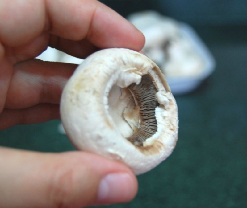 Cultiva Tus Propios Champiñones En Casa Para Disfrutarlos Cuando ...