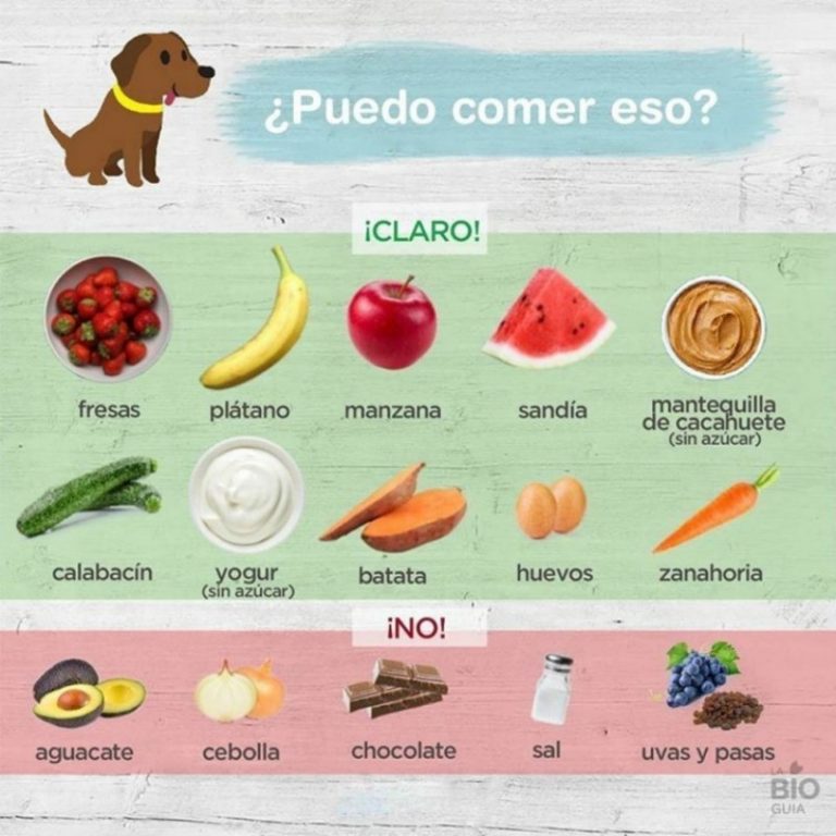 Estos Son Los Alimentos Que Puedes Darle A Tu Perro Sin Causarle Ningún ... Estos Son Los Alimentos Que Puedes Darle A Tu Perro Sin Causarle Ningún ...