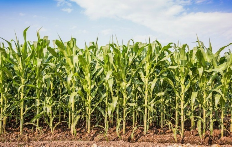 Genial Técnica Para Cultivar Tus Propias Mazorcas O Choclos En Casa ...