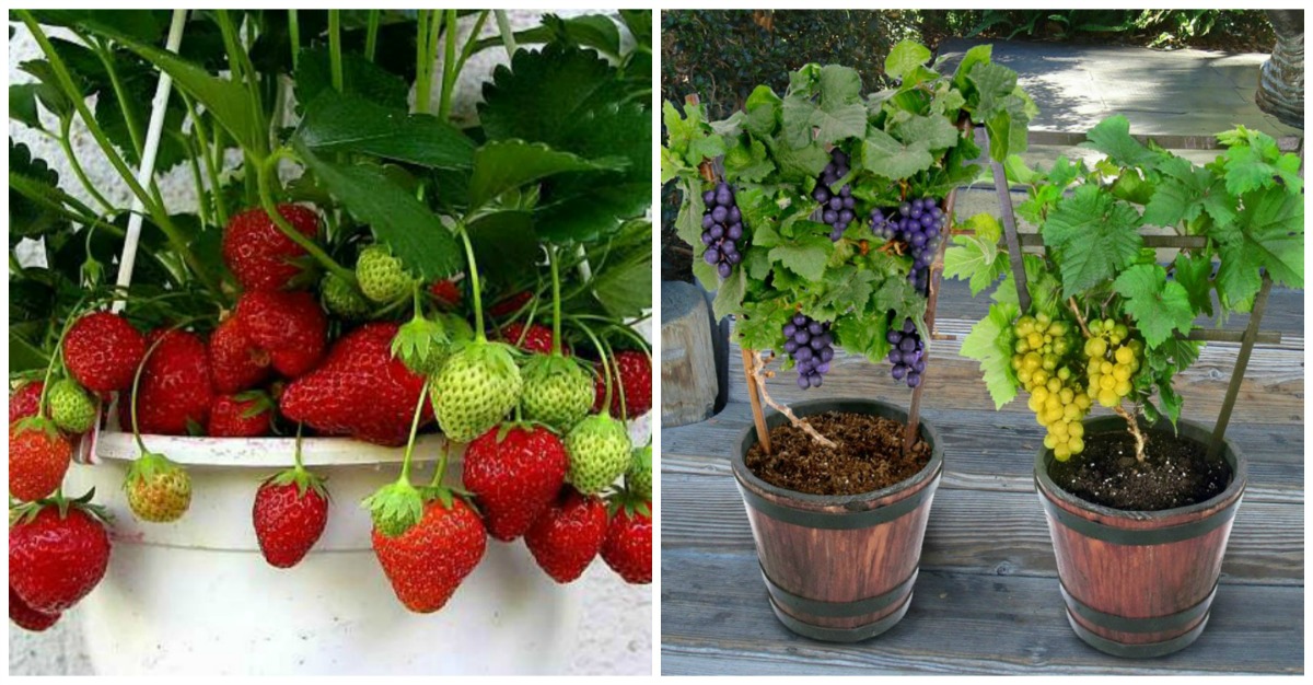 7 Árboles Y Arbustos Frutales Que Puedes Cultivar En Tu Casa ¿Lo Sabías ...