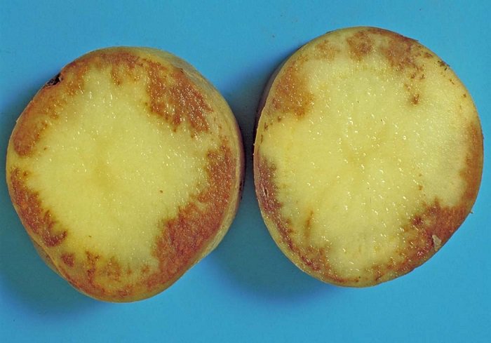 7 Consejos Útiles Para Cuando Vayas A Comprar Papas | delicias.tv blog