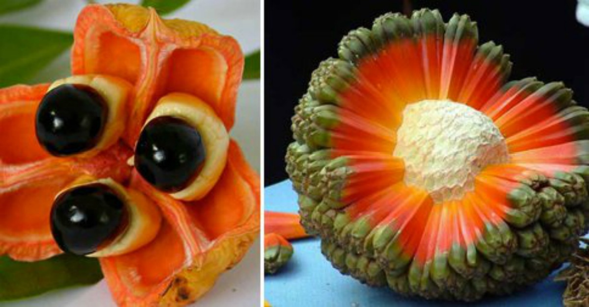 Las 25 Frutas Más Extrañas Y Sabrosas De Todo El Mundo | delicias.tv blog