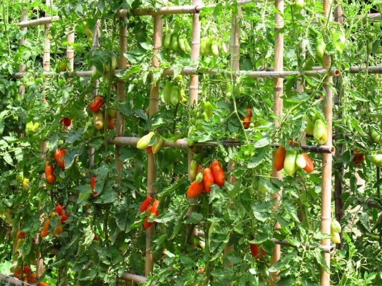 Aprende A Cultivar Tus Propios Tomates Cherry Verticalmente | delicias ...