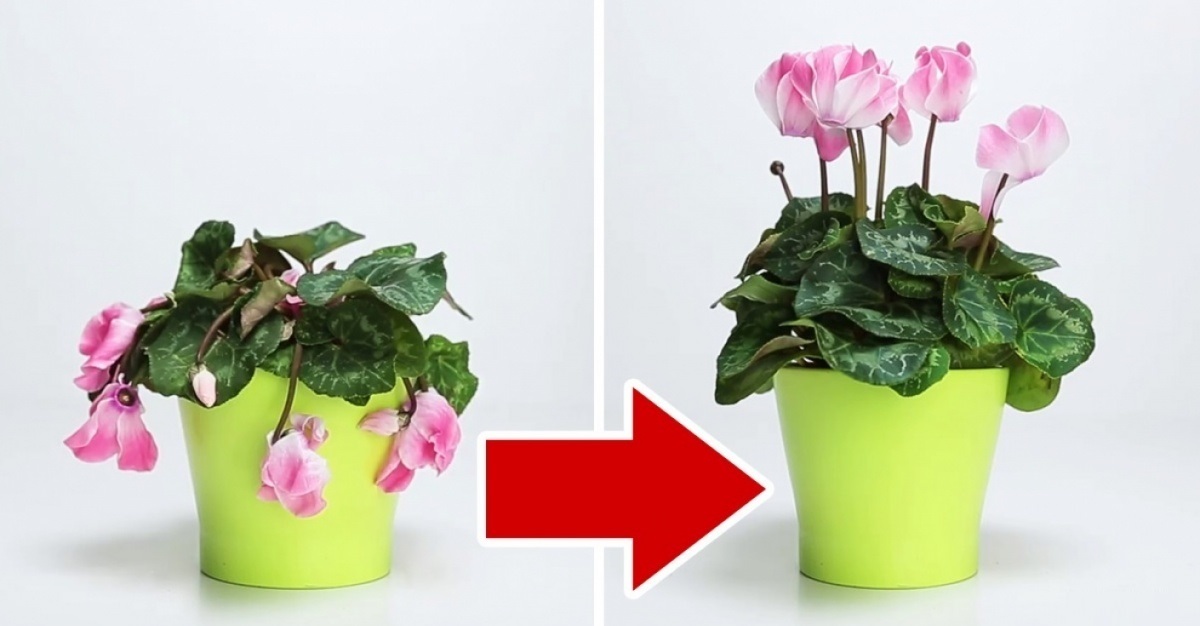 Resucita Tus Plantas Marchitas Con Esta Mezcla De Sólo 3 Ingredientes ...